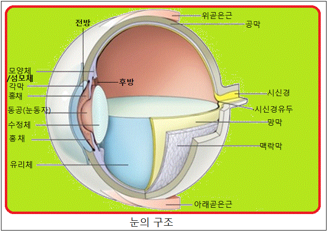 맥락총박리•범맥락막위축•맥락막결손•맥락토리•맥락사구•맥락막섬모체염•맥락막병증•맥락막병•맥락총•맥락얼기•맥락막총•제삼뇌실맥락조직